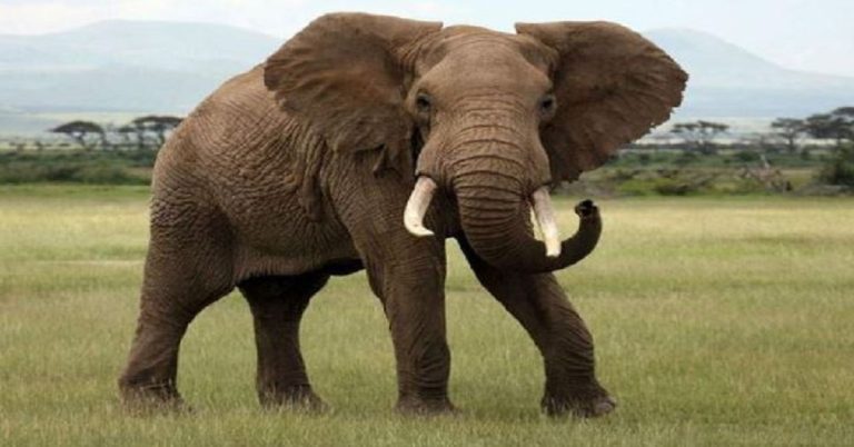 Elephant terror in Angul: two lives lost, villagers protest - Around Odisha